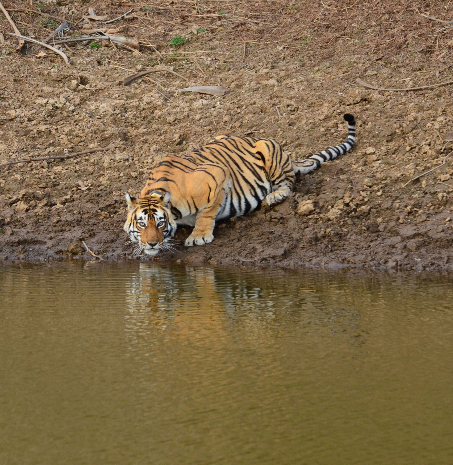 Sariska Tiger Reserve - Ranthambore National Park